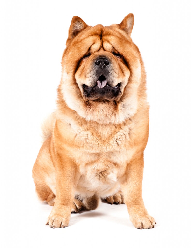 Dog of the Day | Chow Chow - Hot Dog! Pet Photography