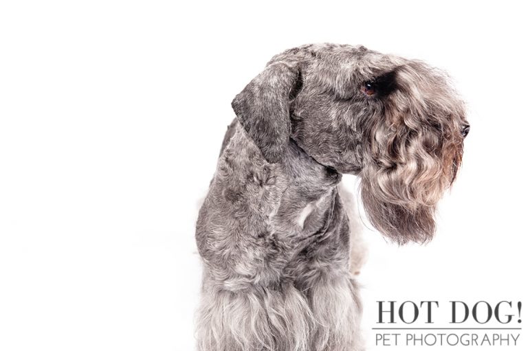 Dog of the Day | Cesky Terrier - Hot Dog! Pet Photography